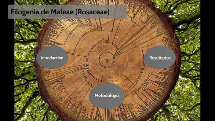Filogenia de Maleae (Rosaceae) by Marcos Chuquichanca on Prezi