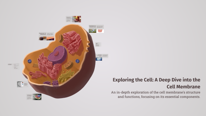 Exploring the Cell: A Deep Dive into the Cell Membrane by B V on Prezi