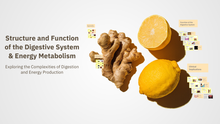 Structure and Function of the Digestive System & Energy Metabolism by ...