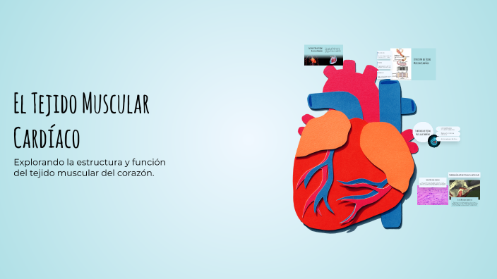 El Tejido Muscular Cardíaco by Aleix Salas on Prezi