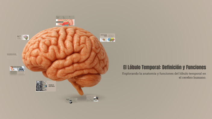 El Lóbulo Temporal: Definición y Funciones by Angelica Patricia Haro ...