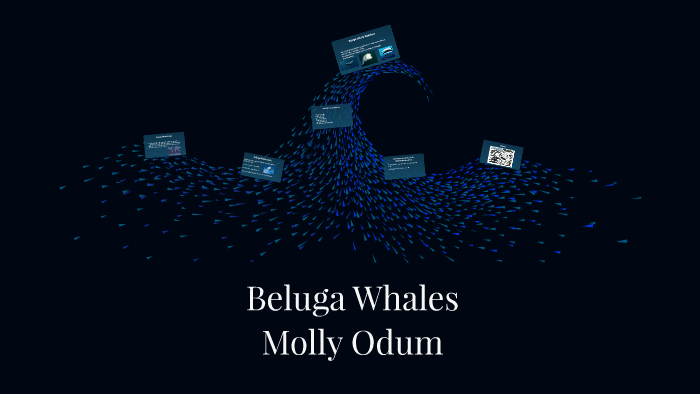 Beluga Whale Relations by Molly Odum on Prezi