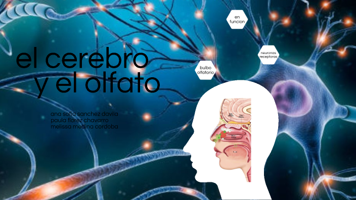 el olfato by Ana Sanchez on Prezi