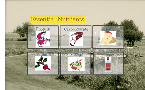 Essential Nutrients by Marissa Frank