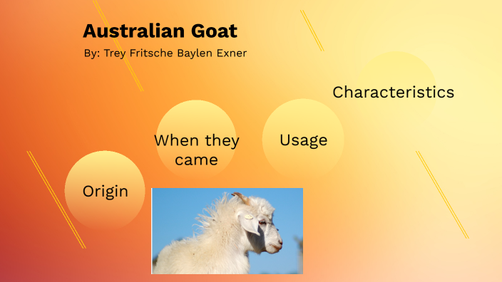 Australian Goat by TREY FRITSCHE on Prezi
