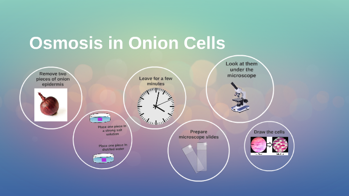 Osmosis in Onion Cells by Steven Mann on Prezi