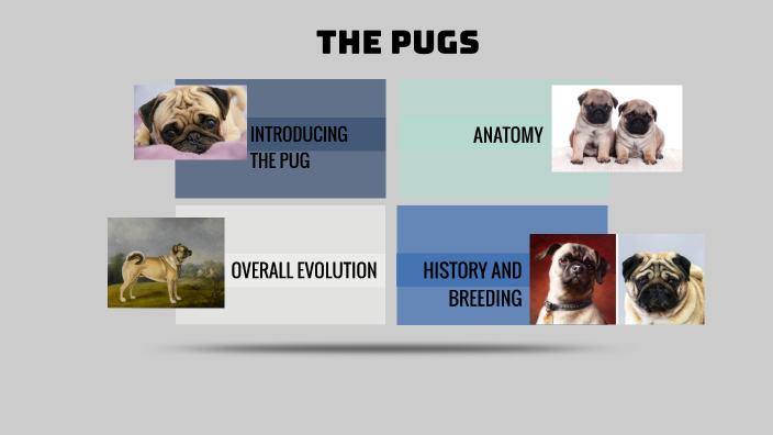 Science Pug by ana rueda on Prezi