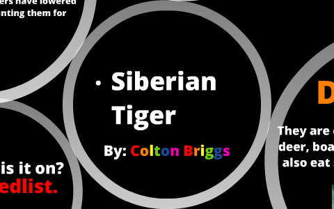 Siberian Tiger Project by Colton Briggs on Prezi