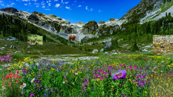 alpine meadow ecosystem by phoenix t on Prezi
