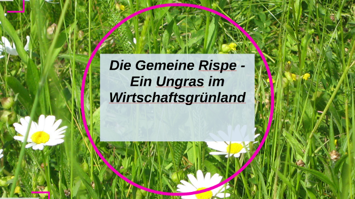 Die Gemeine Rispe - Ein Ungras im Wirtschaftsgrünland by claudia ...