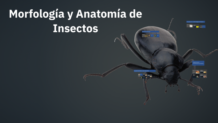Morfología y Anatomía de Insectos by Raul Humaza Malue on Prezi