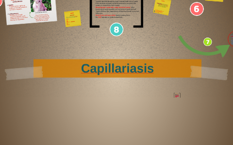 Capillariasis by Raquel Newman on Prezi