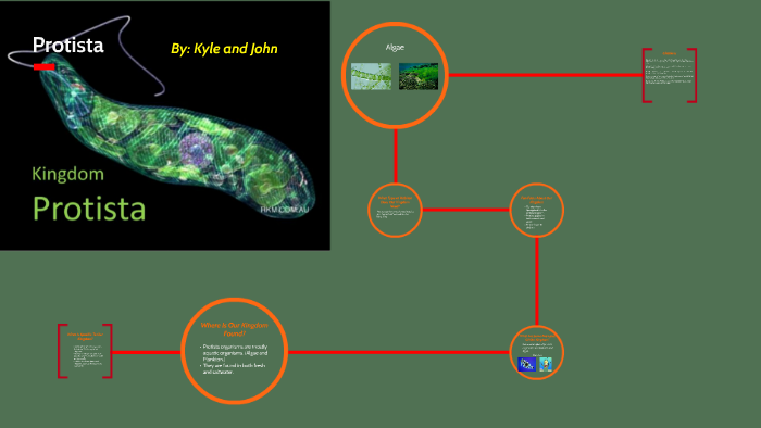 Protista by on Prezi