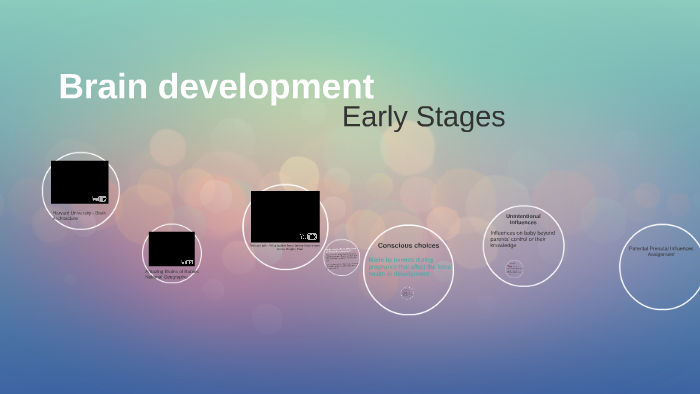 Early Brain Development by B Clarke on Prezi