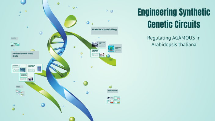 Engineering Synthetic Genetic Circuits by Bhavitha Raju on Prezi