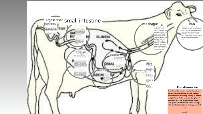 digestive system project by Braydon Jones on Prezi