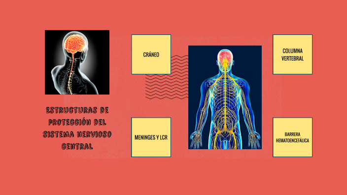 Estructuras de protección del SNC by Luis Acosta on Prezi