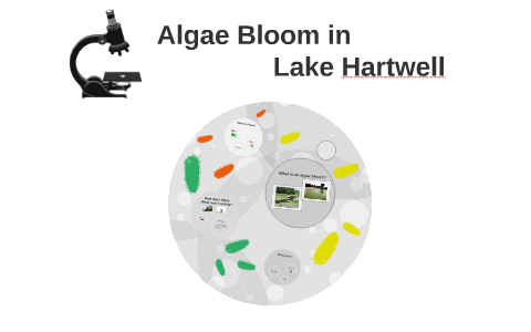 Algae Bloom in Lake Hartwell by Jess Dantice on Prezi