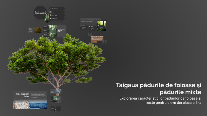 Taigaua pădurile de foioase și pădurile mixte by Drangoi Gabriela on Prezi