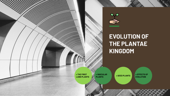 Evolution of the Plantae Kingdom by Erin Yamaoka on Prezi