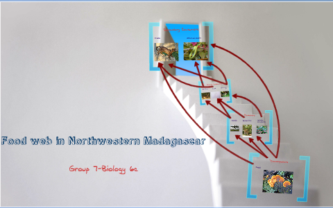 Example of food web in Northwestern madagascar by Glenn Handoko on Prezi