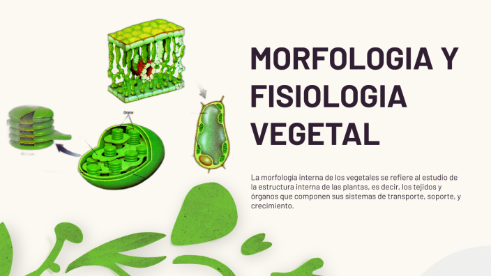 ANATOMIA Y FISIOLOGIA VEGETAL by ORIANA INSAURRALDE on Prezi