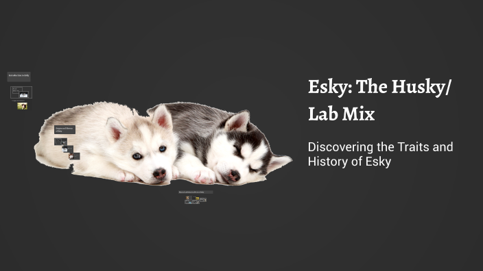 Esky: The Husky/Lab Mix by Bella sandate on Prezi