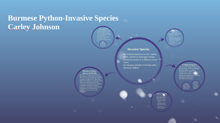 Burmese Python by Carley Johnson on Prezi