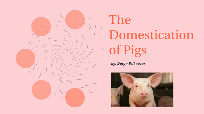 The Domestication of the Pig by Daryn Ezikeuzor on Prezi