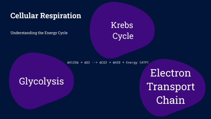 Cellular Respiration Model by Christian Lee on Prezi