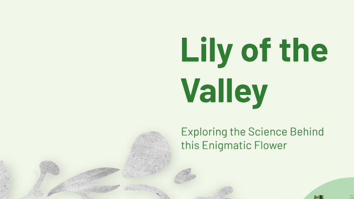 Lily of the Valley by F Alroqi on Prezi
