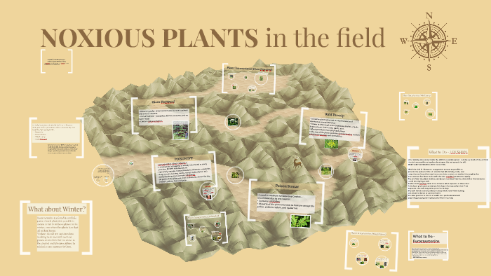NOXIOUS PLANTS in the field by Kathryn Lessard on Prezi