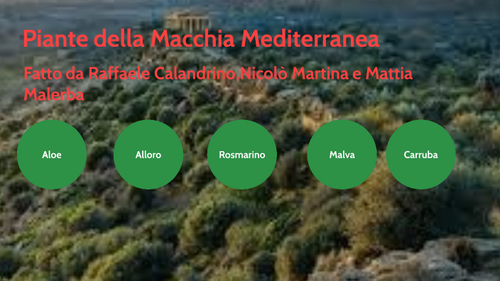 Piante della Macchia Mediterranea by Nicolò MARTINA on Prezi