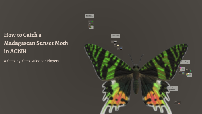 How to Catch a Madagascan Sunset Moth in ACNH by Alexander Aparicio ...
