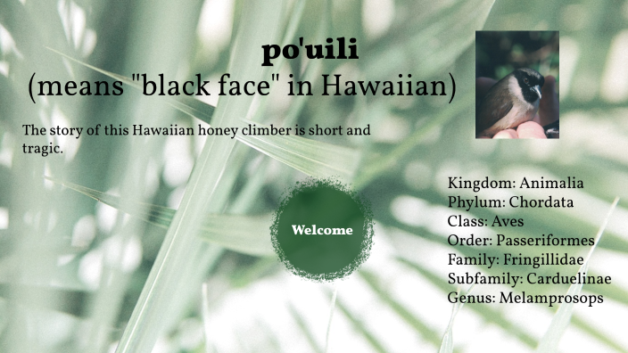 po'uili (Melamprosops phaeosoma) by Leonardo Rosales on Prezi