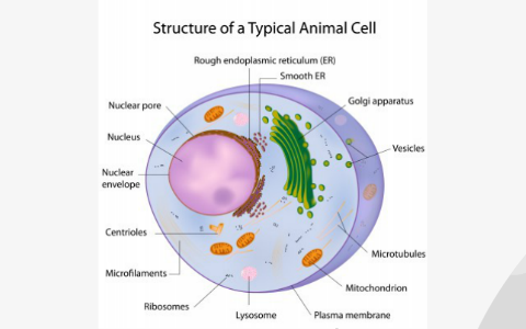 Inside The Animal Cell by Seleste Prude on Prezi