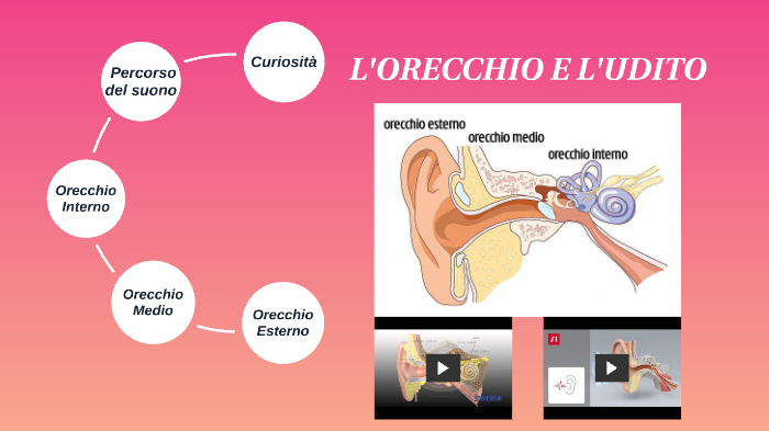 L'orecchio e l'udito by Aurora Salvucci on Prezi