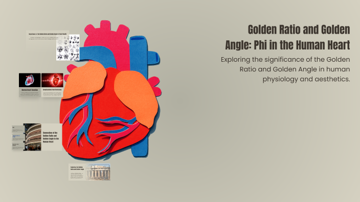 Golden Ratio and Golden Angle: Phi in the Human Heart by Angeline ...