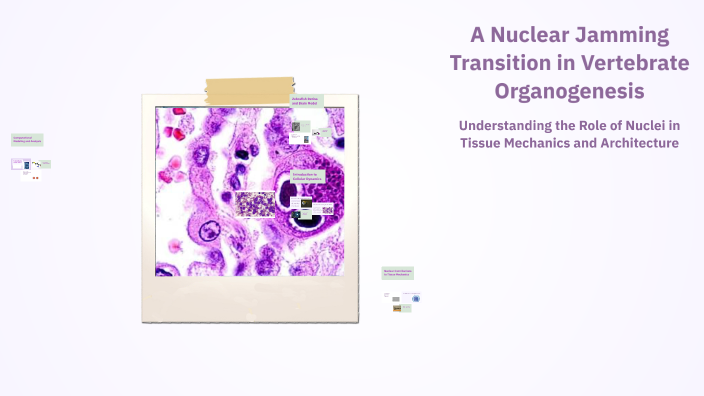 A Nuclear Jamming Transition in Vertebrate Organogenesis by Léopold ...