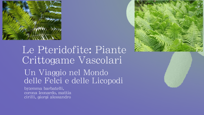 Le Pteridofite: Piante Crittogame Vascolari by Emma Barbatelli on Prezi