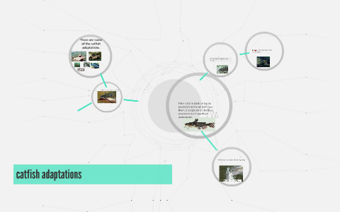 catfish adaptations by Jen Steiger on Prezi