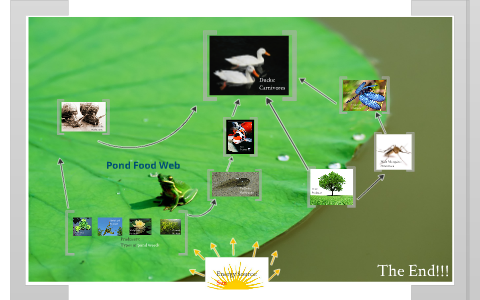 Food web: Pond by Vivian Nguyen on Prezi