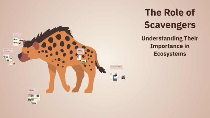 The Role of Scavengers by lillee inmon on Prezi