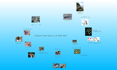 Seashore Food Webs and Food Chains by Erica Weiss on Prezi