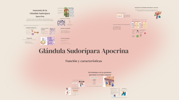 Glándula Sudorípara Apocrina by REENATA JOHANA AGUIRRE MARIN on Prezi
