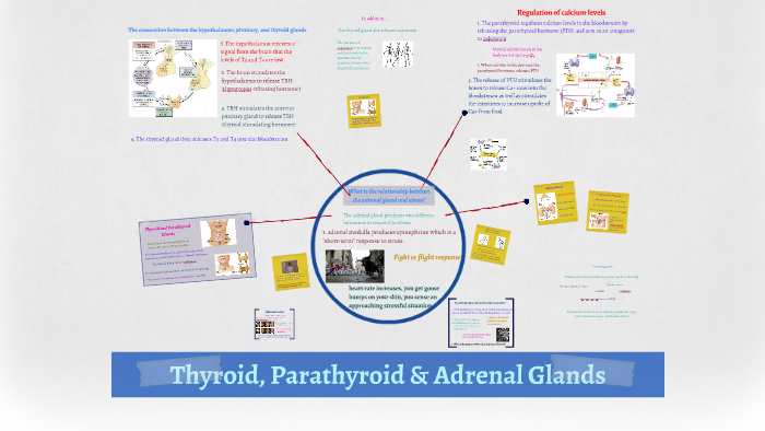 Thyroid & Adrenal Glands by SPS Aloe