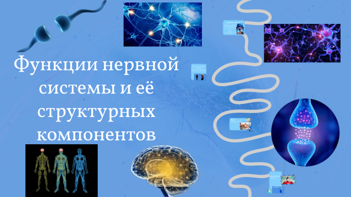 The Nervous System by Alice Alice on Prezi