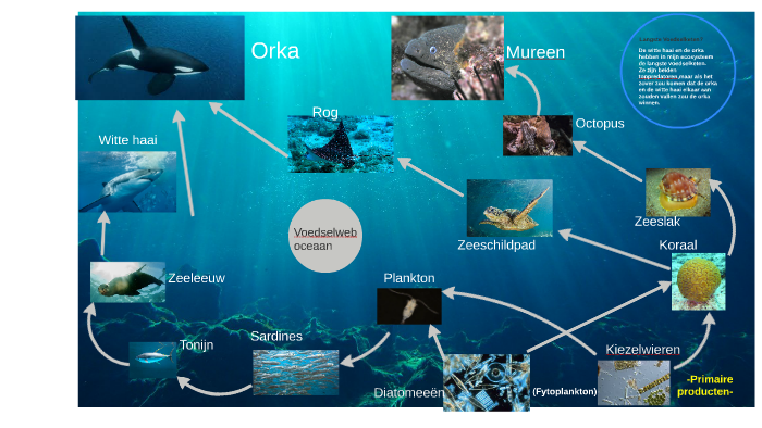 Voedselweb oceaan by Manja Bozic on Prezi