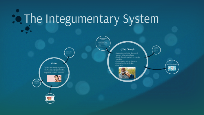 The Integumentary System by Jazlyn Davis on Prezi