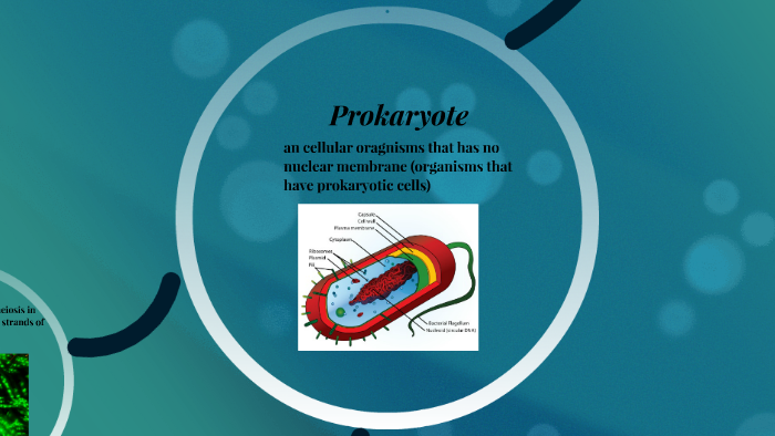cell reproduction by Meli Reyes on Prezi